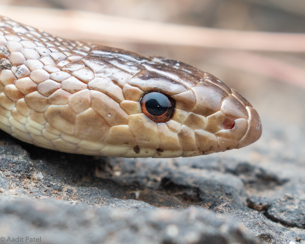 Banded Racer from Valsad, Gujarat, India on January 18, 2023 at 06:26 ...