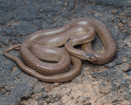 Banded Racer (Platyceps plinii) · iNaturalist