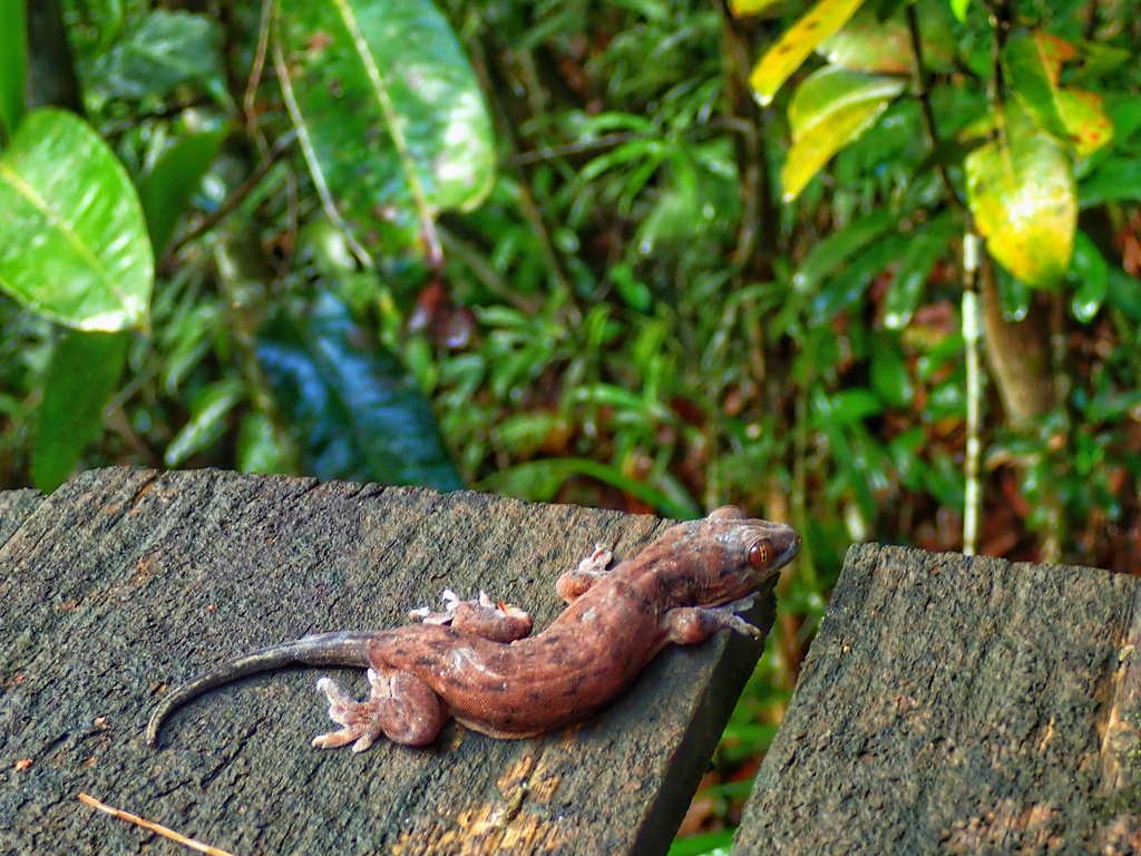 Eastern Giant Stump-toed Gecko from Naitasiri, Fiji on December 8, 2022 ...