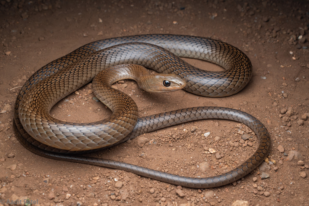 Long Sand Racer from Valsad, Gujarat, India on November 9, 2022 at 09: ...