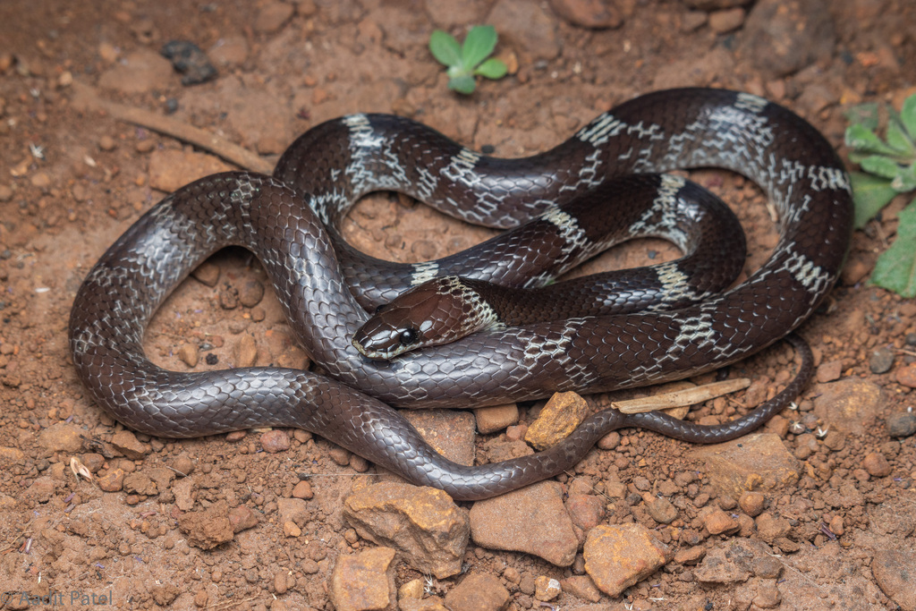 Indian Wolf Snake from Valsad, Gujarat, India on November 9, 2022 at 08 ...
