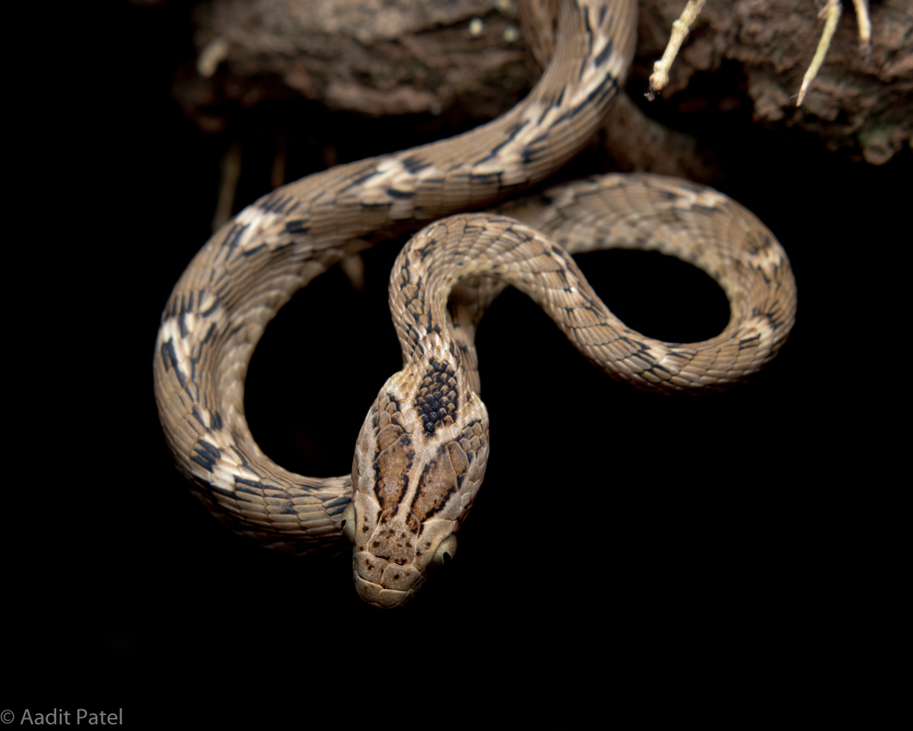 Common Cat Snake from Valsad, Gujarat, India on November 3, 2022 at 09: ...
