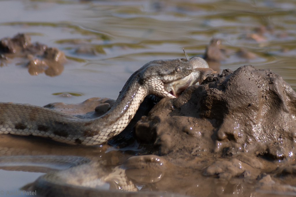 Asian Bockadam from Valsad, Gujarat, India on November 01, 2022 at 09: ...