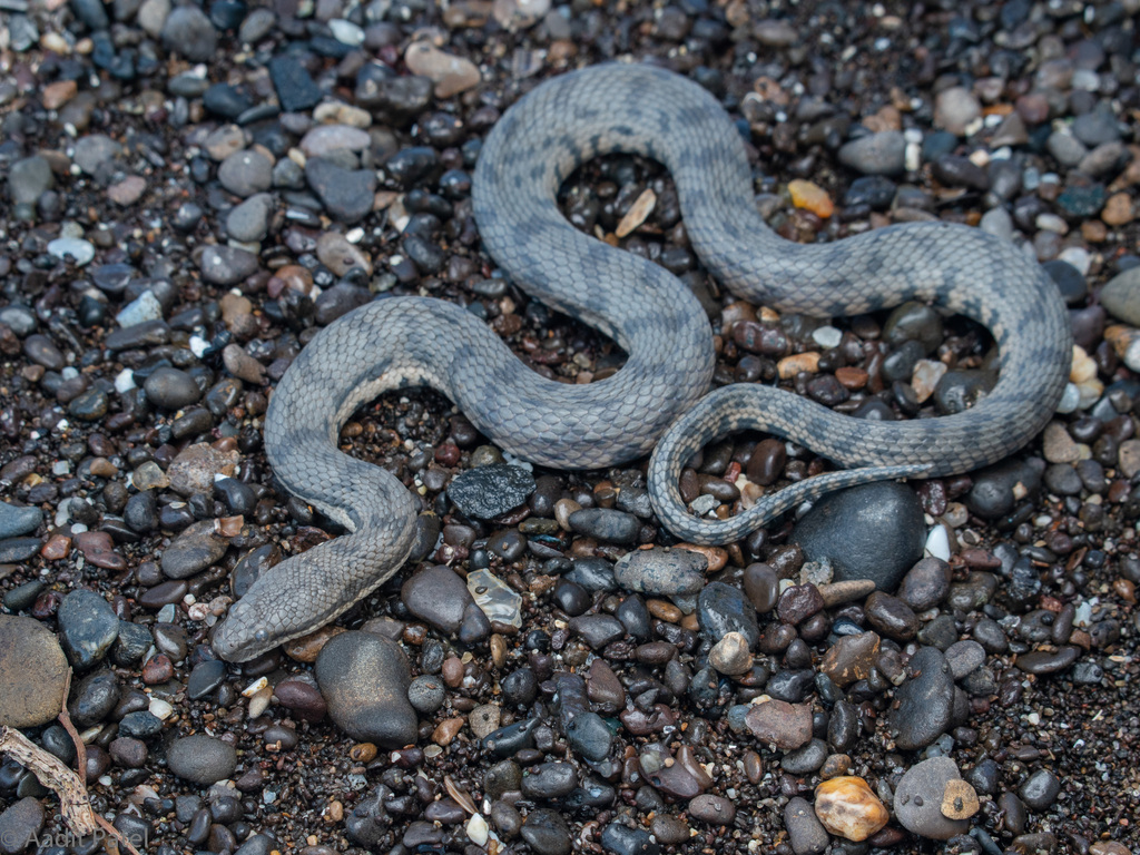 Asian Bockadam from Valsad, Gujarat, India on October 14, 2022 at 11:07 ...