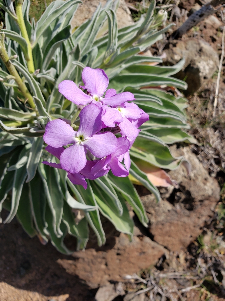Matthiola maderensis from Caniçal, Portugal on February 5, 2023 at 01: ...
