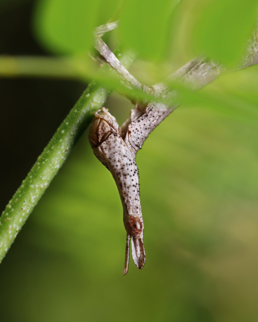 Stiphra robusta from Limoeirinho, Limoeiro do Norte - CE, 62930-000 ...