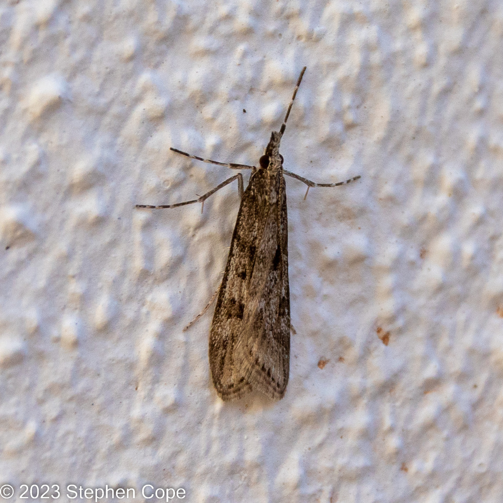 Narrow-winged Grey from oria andalucia spain on February 3, 2023 at 12: ...