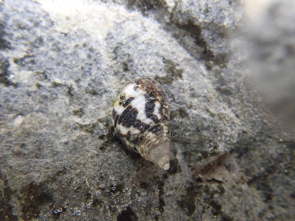 Tropical Periwinkle from 台灣澎湖縣 on September 22, 2018 at 09:51 AM by ...