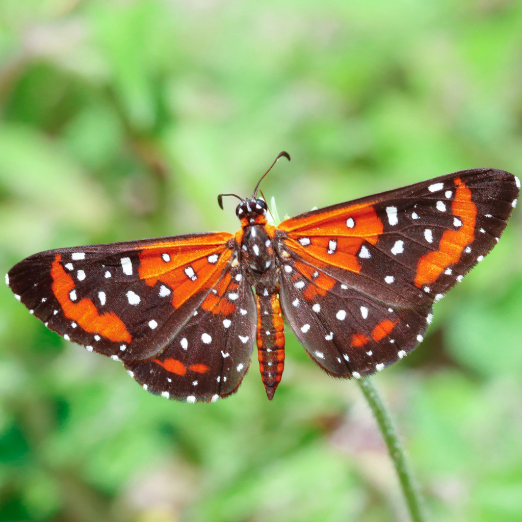 Dotted Prince from Pici, Fortaleza - CE, Brasil on June 19, 2021 at 11: ...