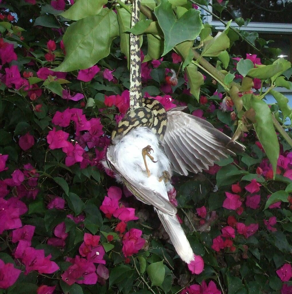 Carpet Python from Watsonville QLD 4887, Australia on May 12, 2013 at ...