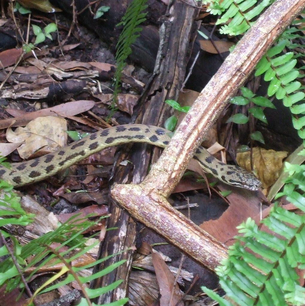 Cape York Spotted Python from Watsonville QLD 4887, Australia on ...