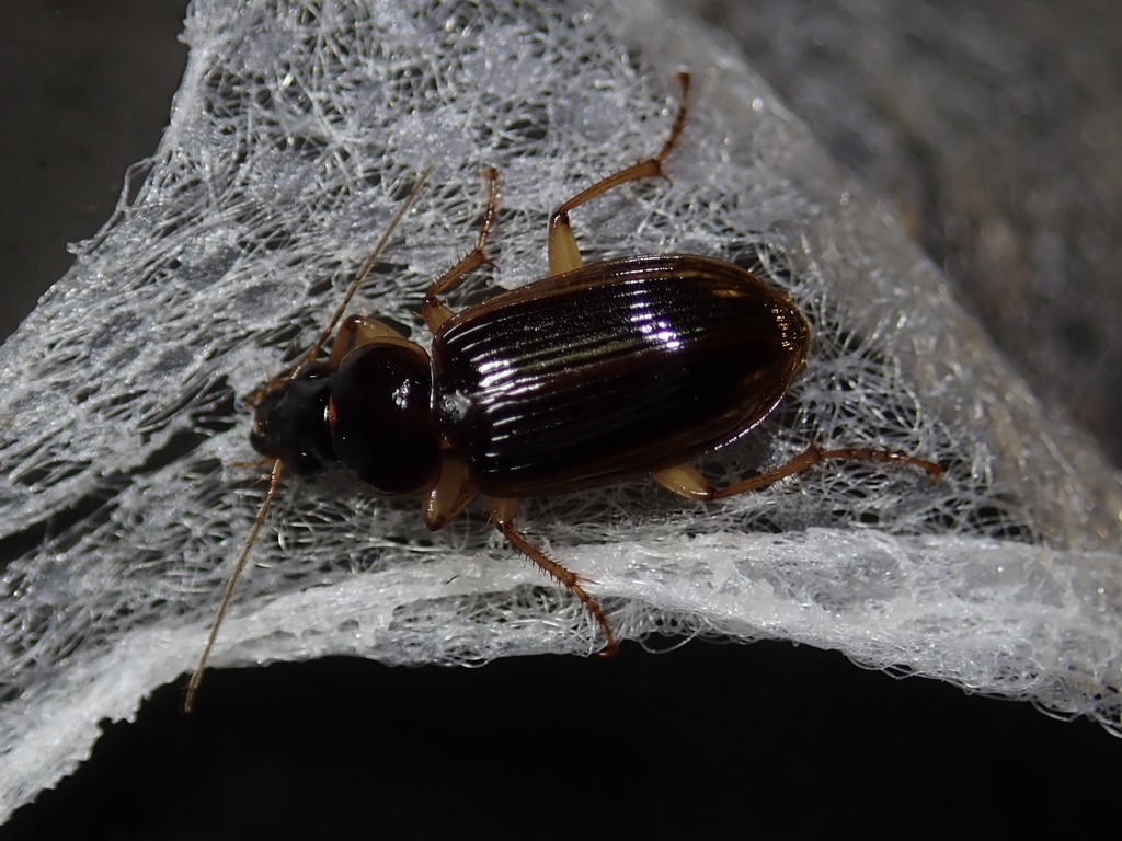 Loxoncus circumcinctus from 野崎3丁目, 大東市, 大阪府, JP on May 19, 2021 at 08: ...