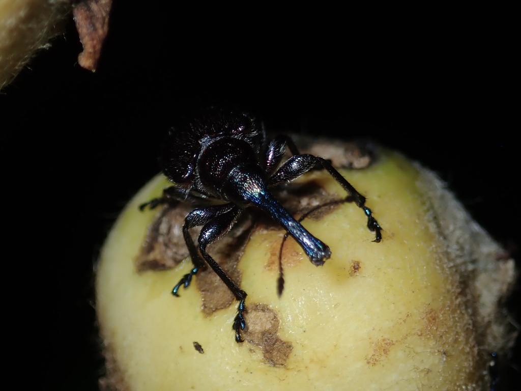 Rhynchites heros from 慈眼寺, 大東市, 大阪府, JP on May 22, 2021 at 08:57 PM by ...