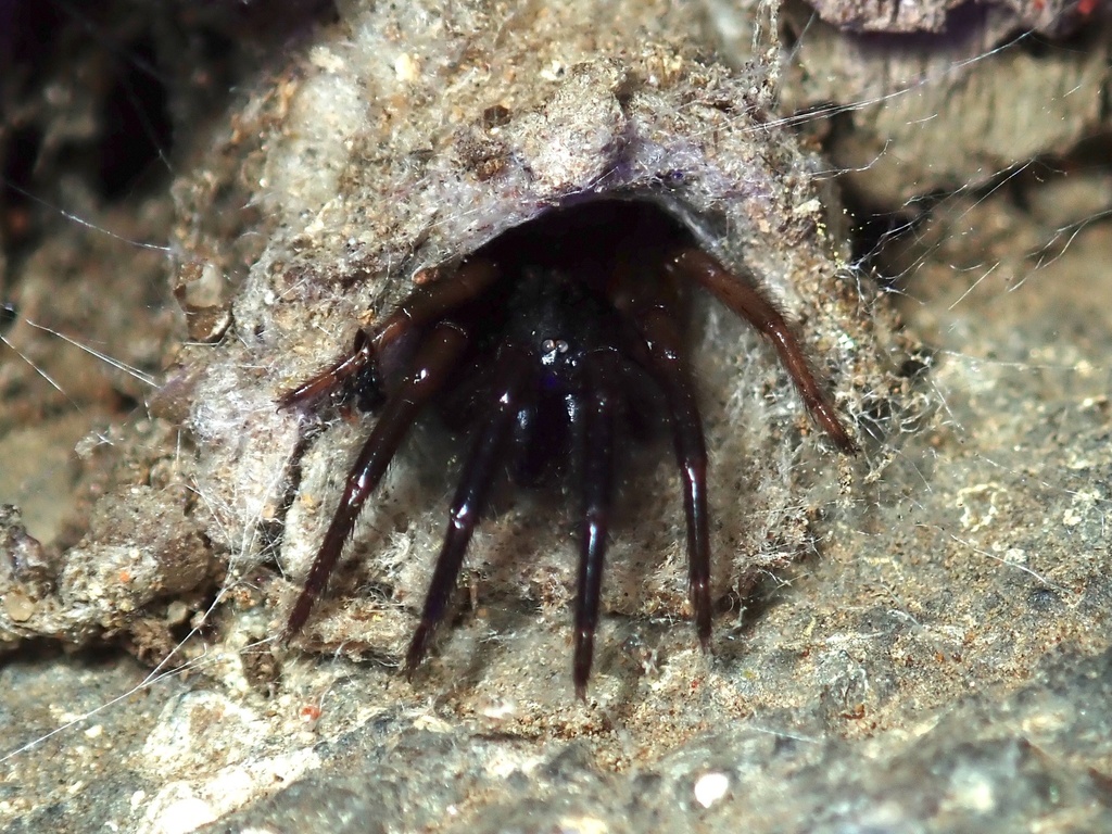 Ariadna lateralis from 慈眼寺, 大東市, 大阪府, JP on May 22, 2021 at 09:09 PM by ...