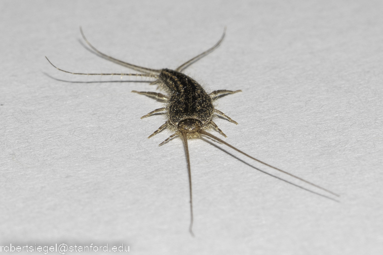 Four-lined Silverfish from Crescent Park, Palo Alto, CA, USA on ...