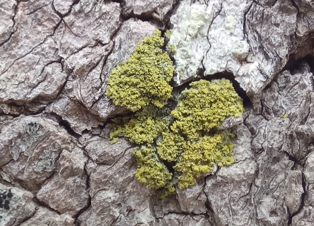Shrubby Sunburst Lichen from Rondebosch, Cape Town, 7700, South Africa ...
