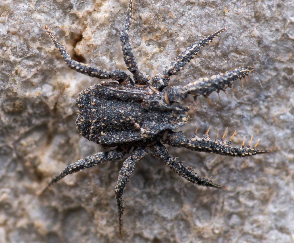 Caeculidae in August 2022 by Benjamin Fabian · iNaturalist