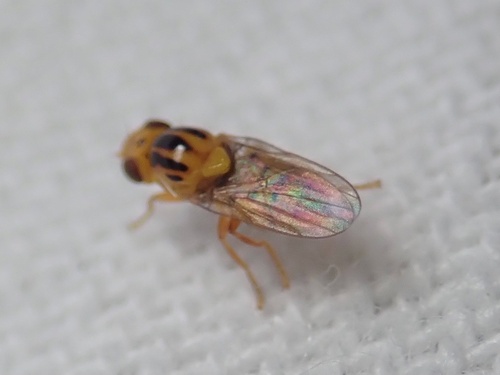 Chlorops oryzae · iNaturalist