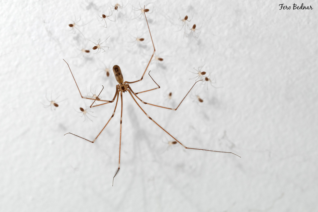 Long-bodied Cellar Spider from 034 91 Švošov, Slovakia on July 28, 2021 ...