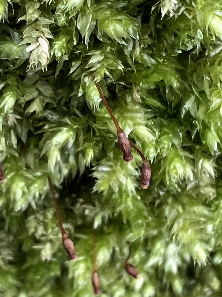 Beautiful Branch Moss from Cape Charles, VA, US on February 6, 2023 at ...