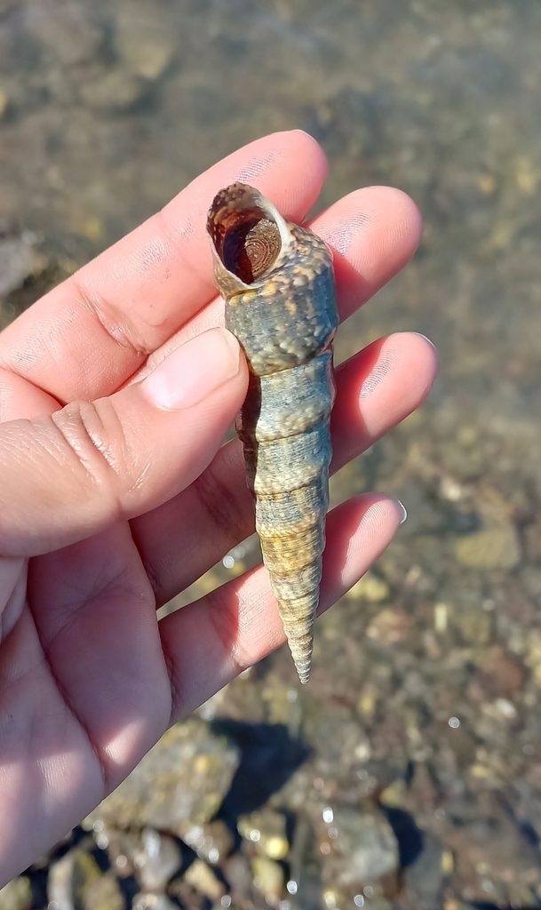 Turritella gonostoma from México on February 07, 2023 at 02:27 PM by ...