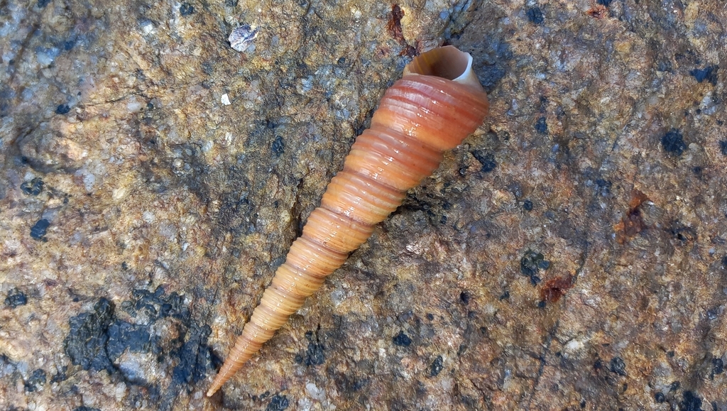 Common Tower Shell from 香港大嶼山 on February 07, 2023 at 04:00 PM by Long ...