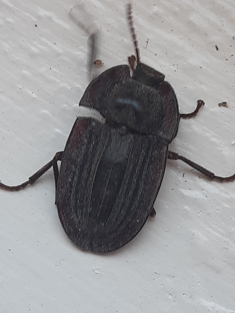 Heleina from Brinkworth SA 5464, Australia on February 08, 2023 at 12: ...