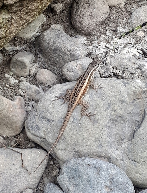 Rose-bellied Lizard from Madriz, Nicaragua on November 15, 2021 at 03: ...