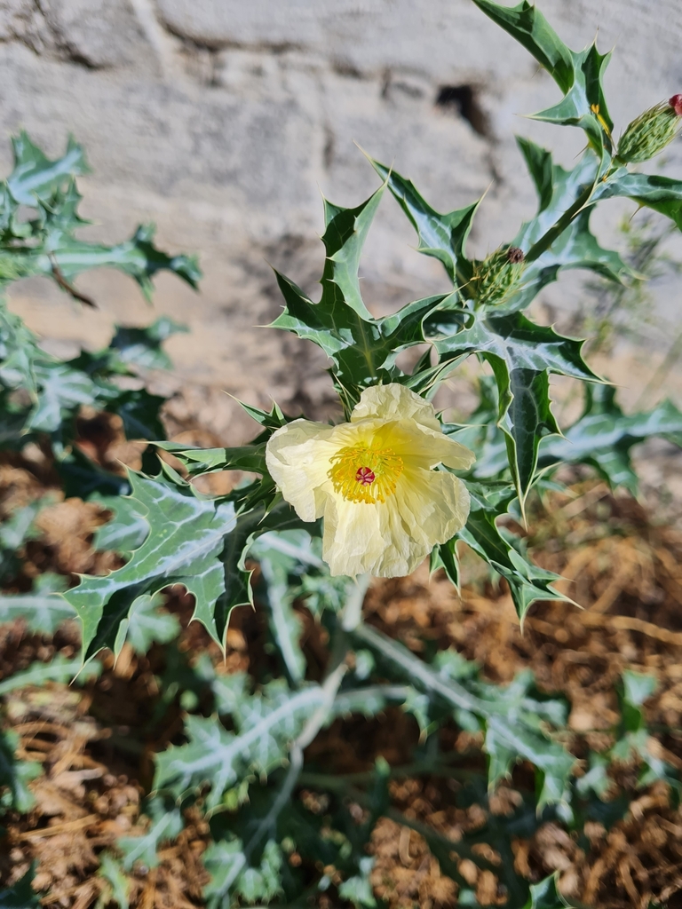 Mexican Poppy from Emiliano Zapata, Cd Guzman, Jal., Mexico on February ...