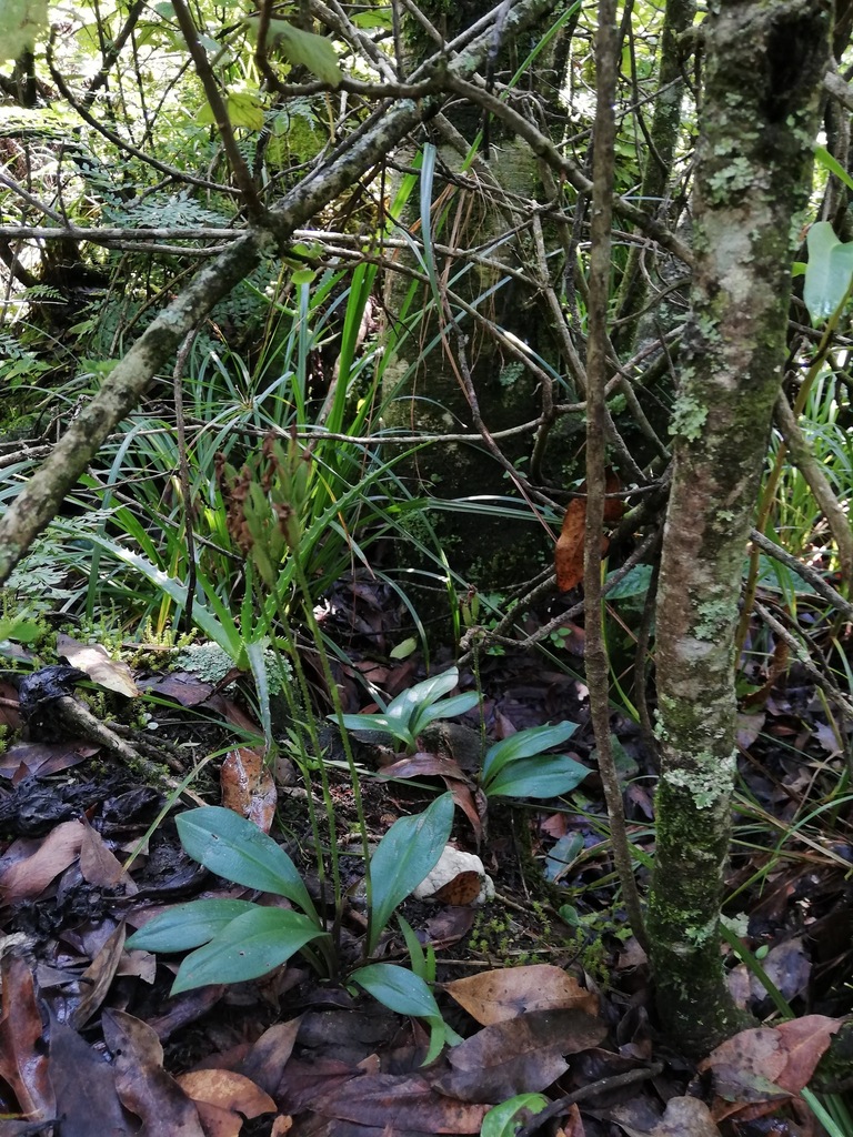 Cynorkis kassneriana in March 2019 by Carel Fourie. dav · iNaturalist