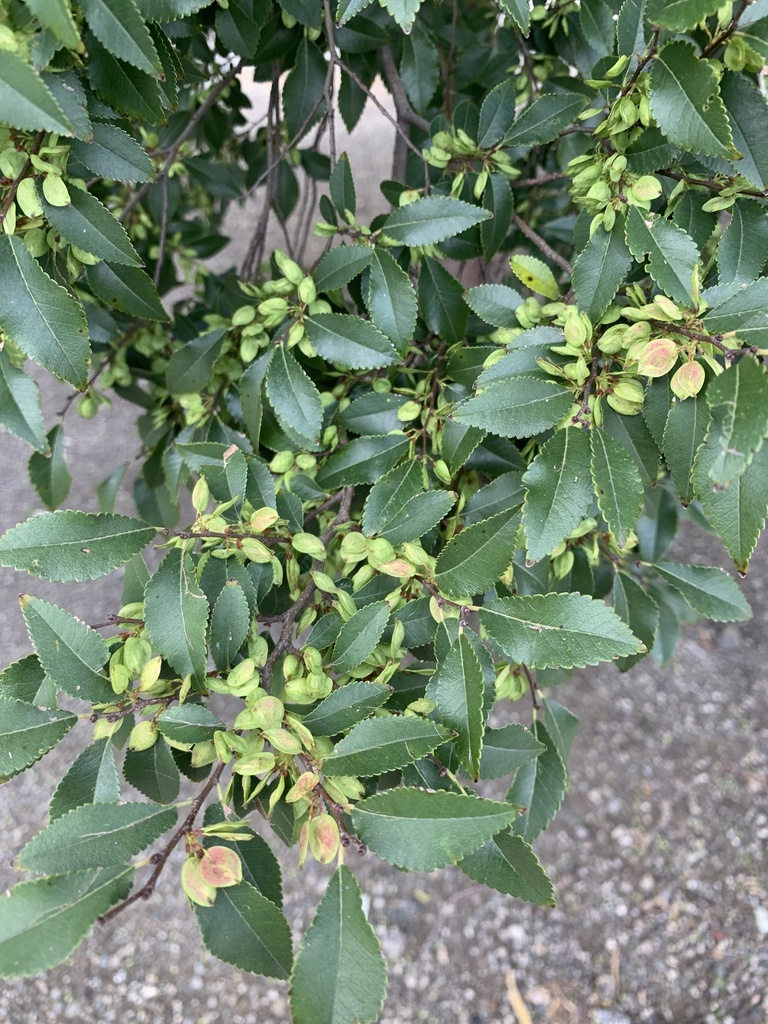 Chinese elm from Road 9, Highveld Ridge, MP, ZA on February 3, 2023 at ...