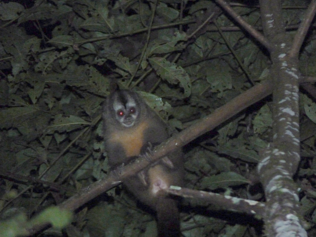 Andean Night Monkey in March 2010 by Jeremy Gatten · iNaturalist
