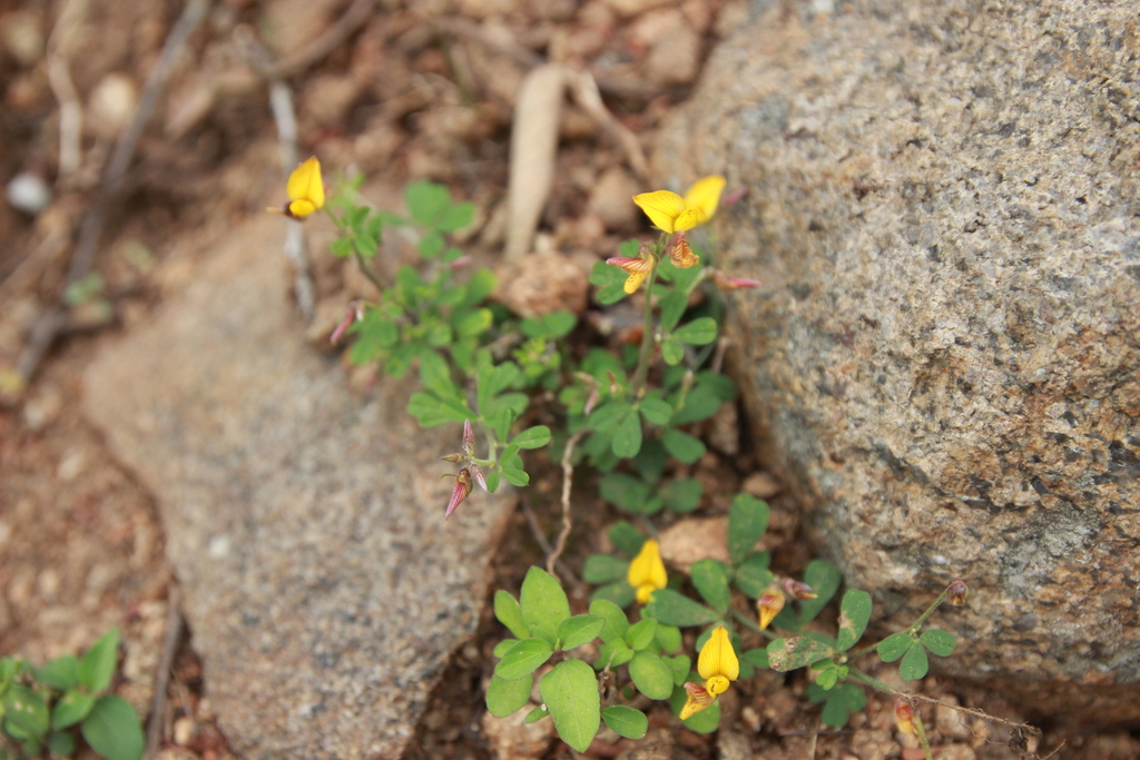Faboideae from Annamalai R.F., Tamil Nadu, India on February 02, 2023 ...