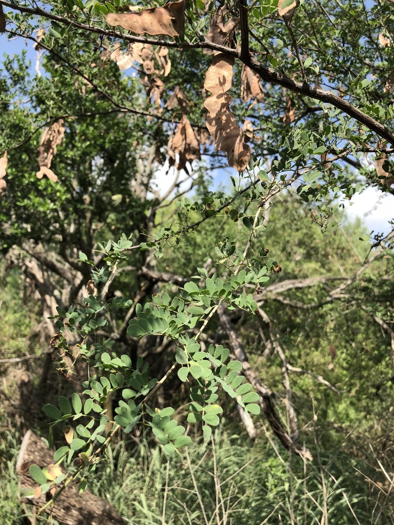 Wright Acacia from Santa Ana National Wildlife Refuge, San Juan, TX, US ...