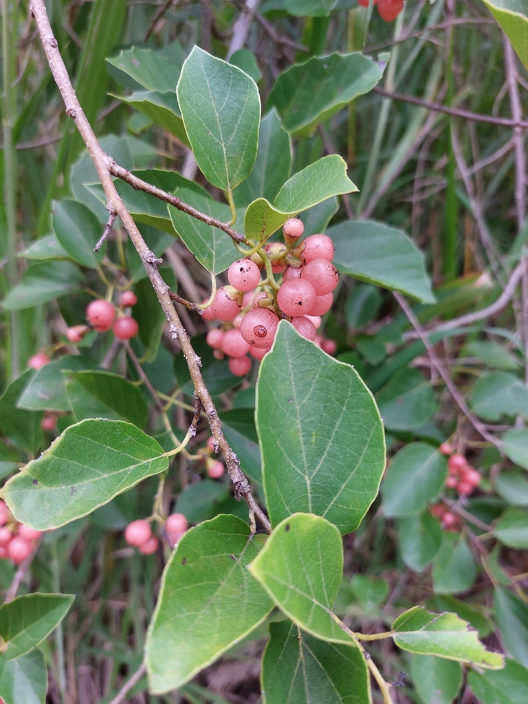 Clammy Cherry from Shoalwater QLD 4702, Australia on February 7, 2023 ...