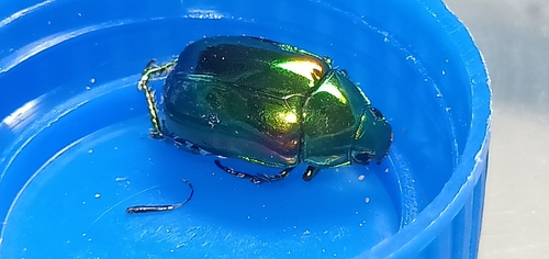 Callistethus myanmarensis · iNaturalist