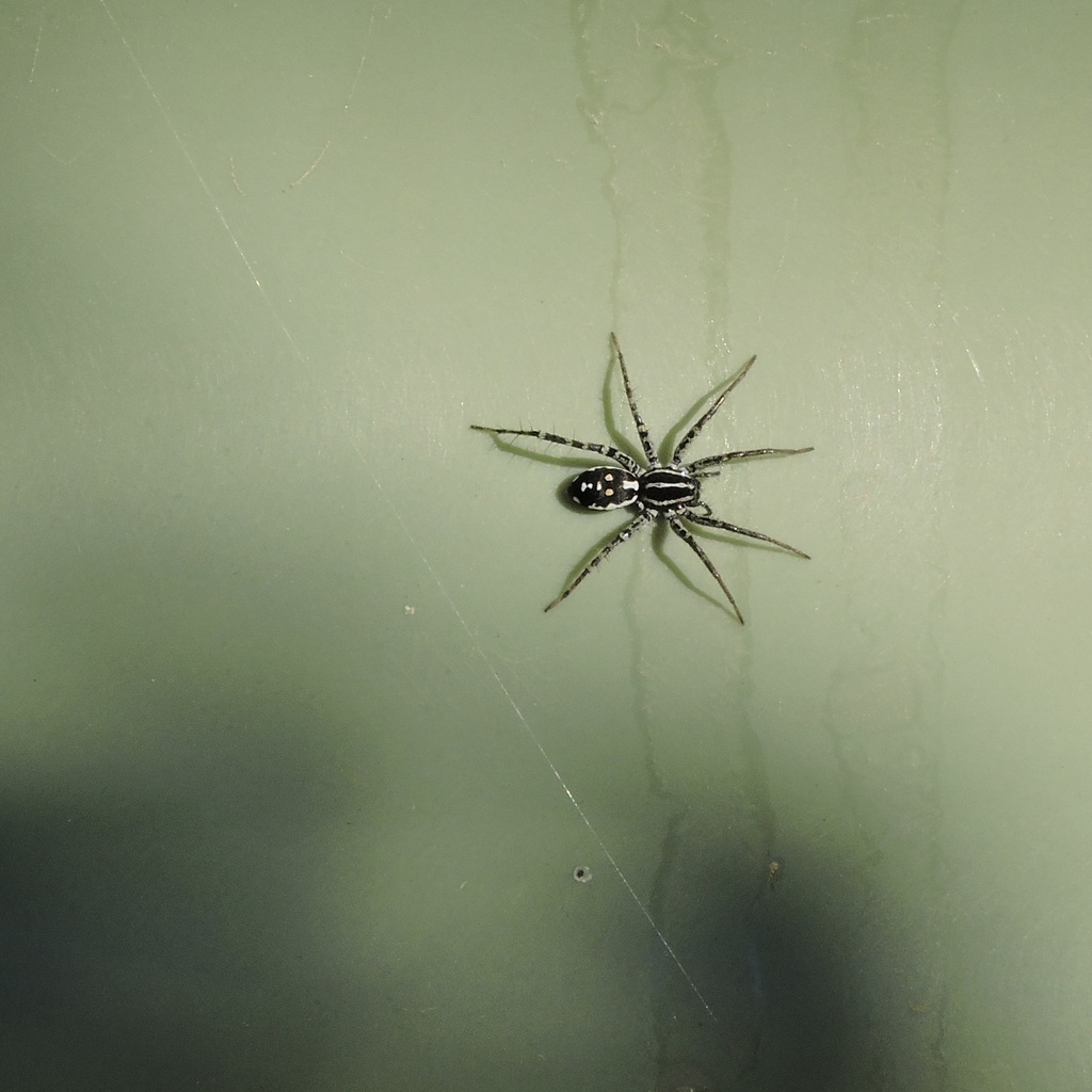 Spotted Ground Swift Spider from Hunter Rd, Nildottie, SA, AU on ...