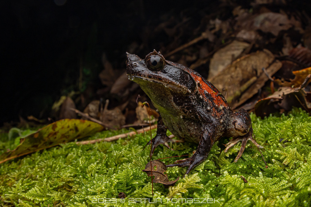 Kinabalu Horned Frog in January 2023 by Artur Tomaszek · iNaturalist