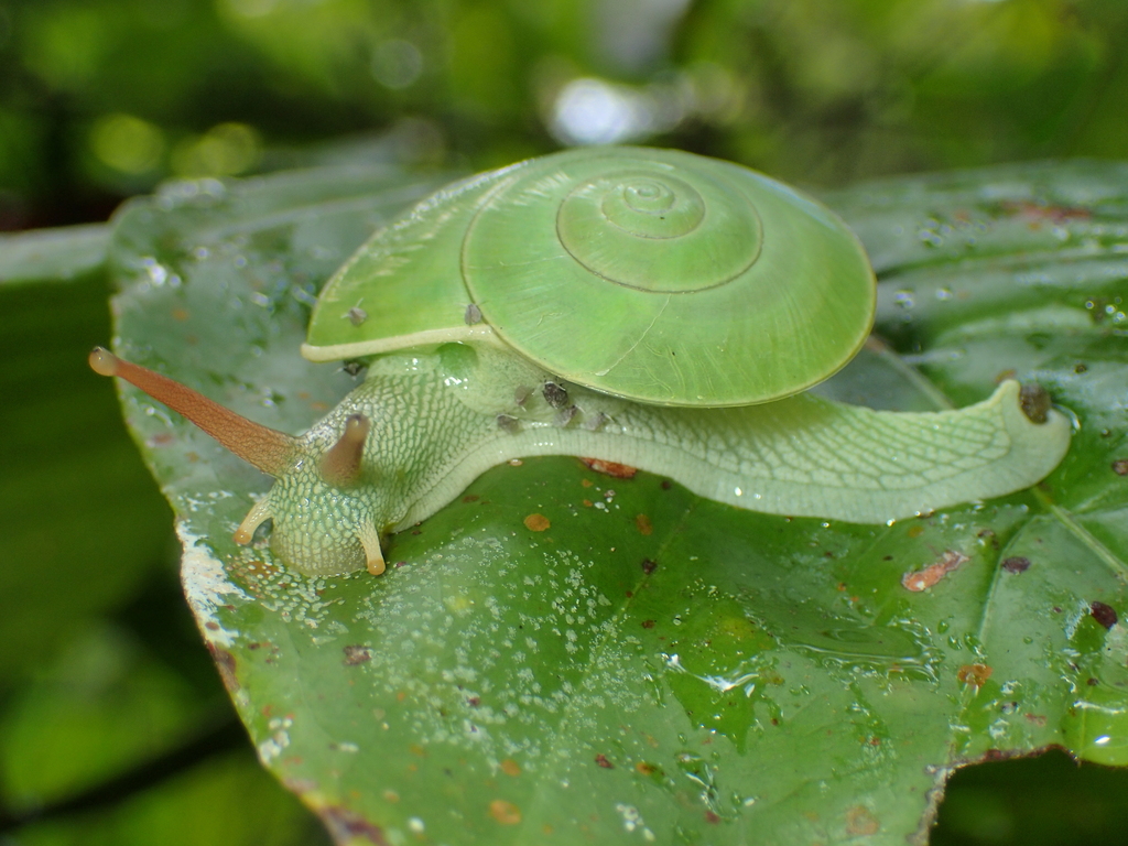 Green Snail from Kayong Utara, West-Kalimantan, Indonesië on January 20 ...