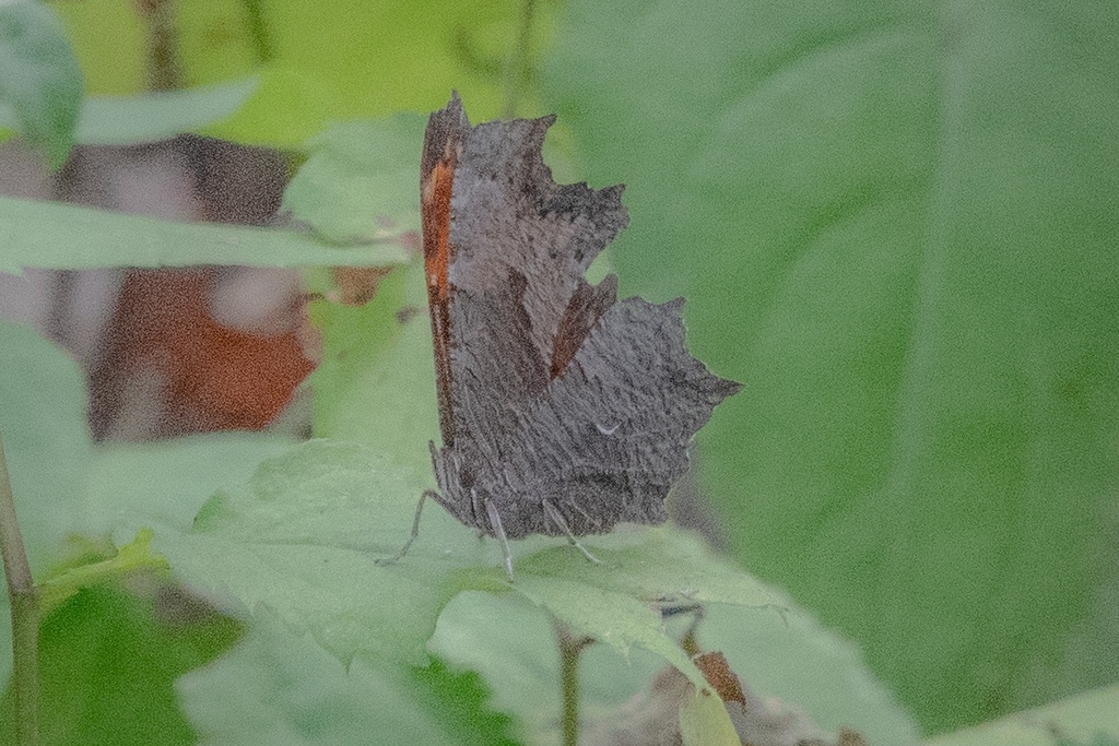 Gray Comma from 17963, Pine Grove, PA, US on September 24, 2018 at 02: ...