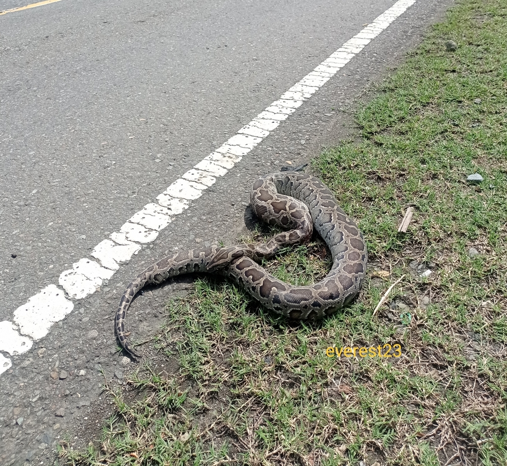 Burmese Python in January 2023 by Legawa, Everest C. Road-killed ...