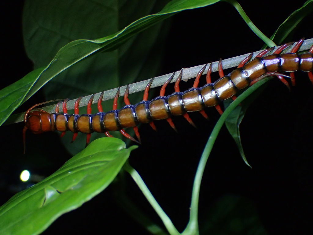 Pacific Giant Centipede from Manado, Manado City, Noord-Celebes ...