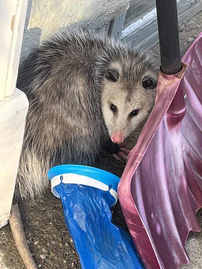Virginia Opossum from Fifth St, Brookings, SD, US on February 05, 2023 ...