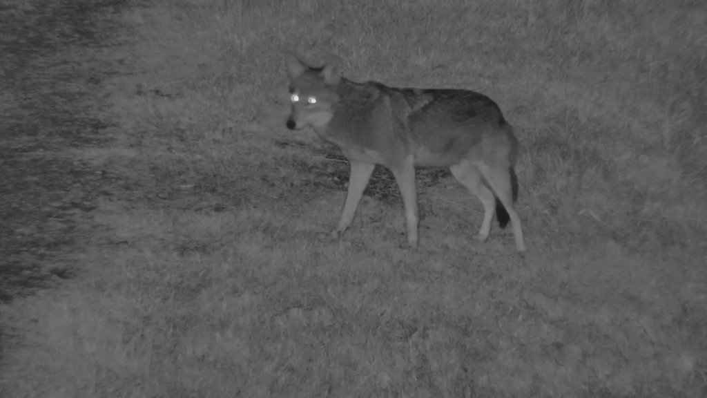 Coyote from Surry, VA 23883, USA on February 06, 2023 at 07:47 PM by ...