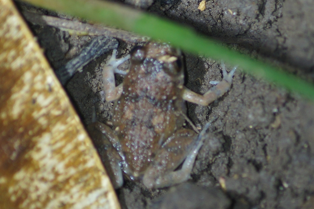 Greenhouse Frog from Carambola Gardens on February 07, 2023 at 08:20 PM ...