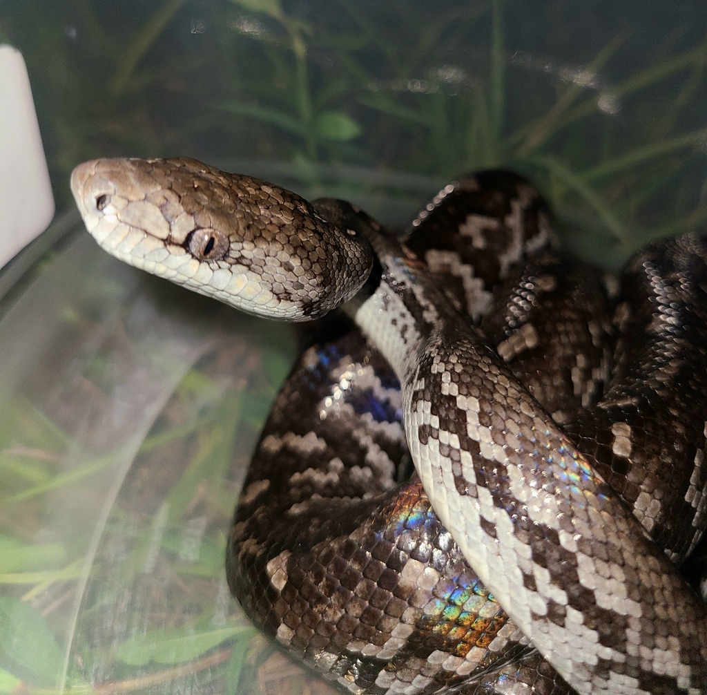 Chilabothrus strigilatus fowleri from Andros Town, The Bahamas on ...