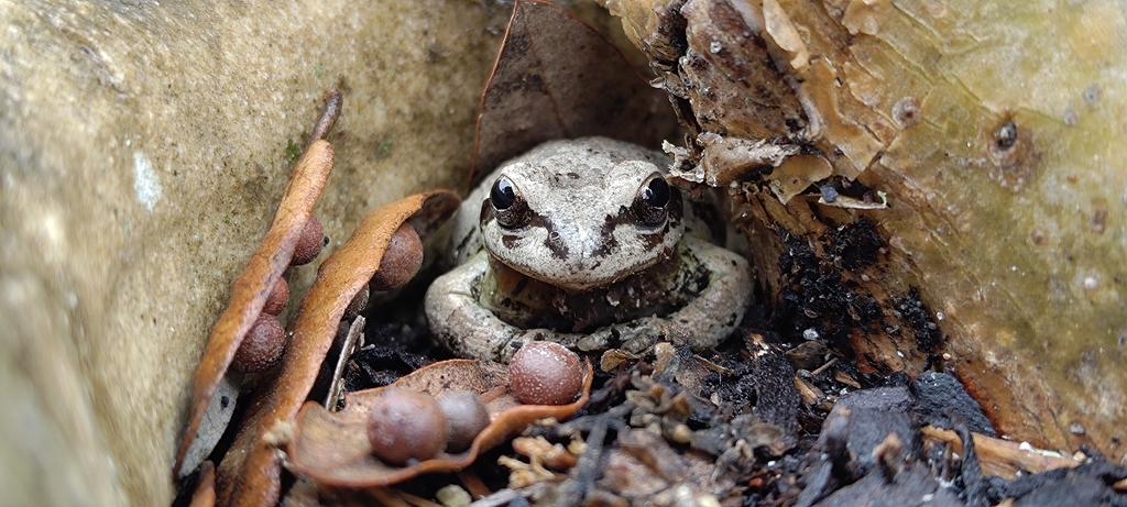 Strecker's Chorus Frog in February 2023 by Jon DiVito. Found in my ...