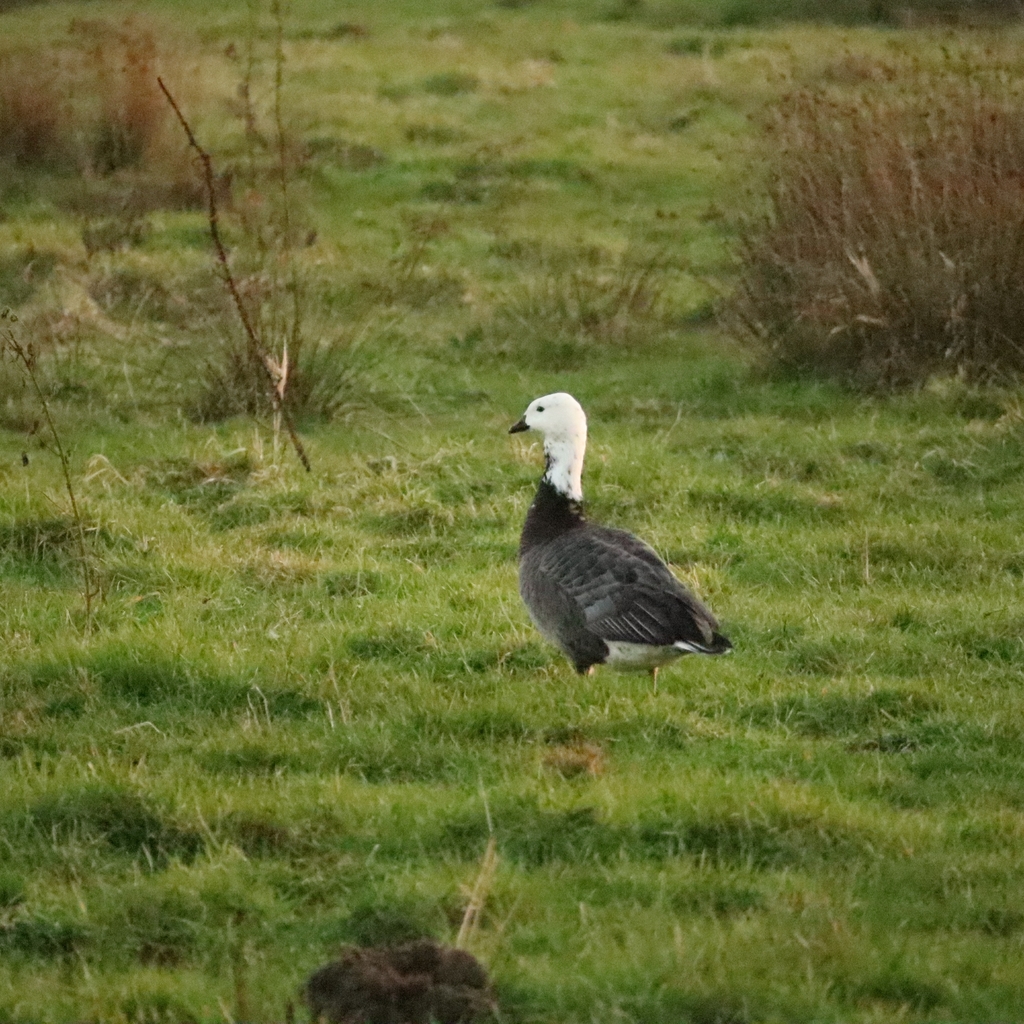 Black Geese × Grey Geese from Bourgoyen-Ossemeersen on February 07 ...