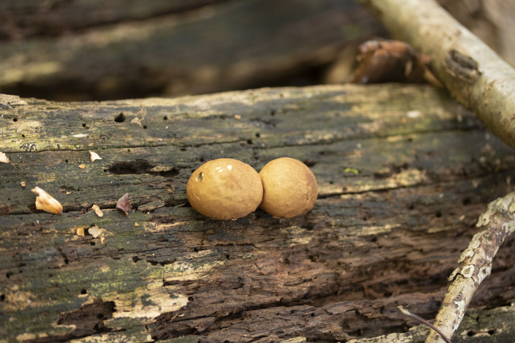 Pear-shaped Puffball from Portage, MI, USA on October 19, 2021 at 01:14 ...