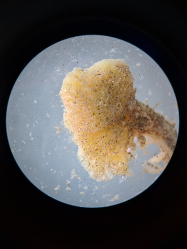 Callopora lineata · iNaturalist